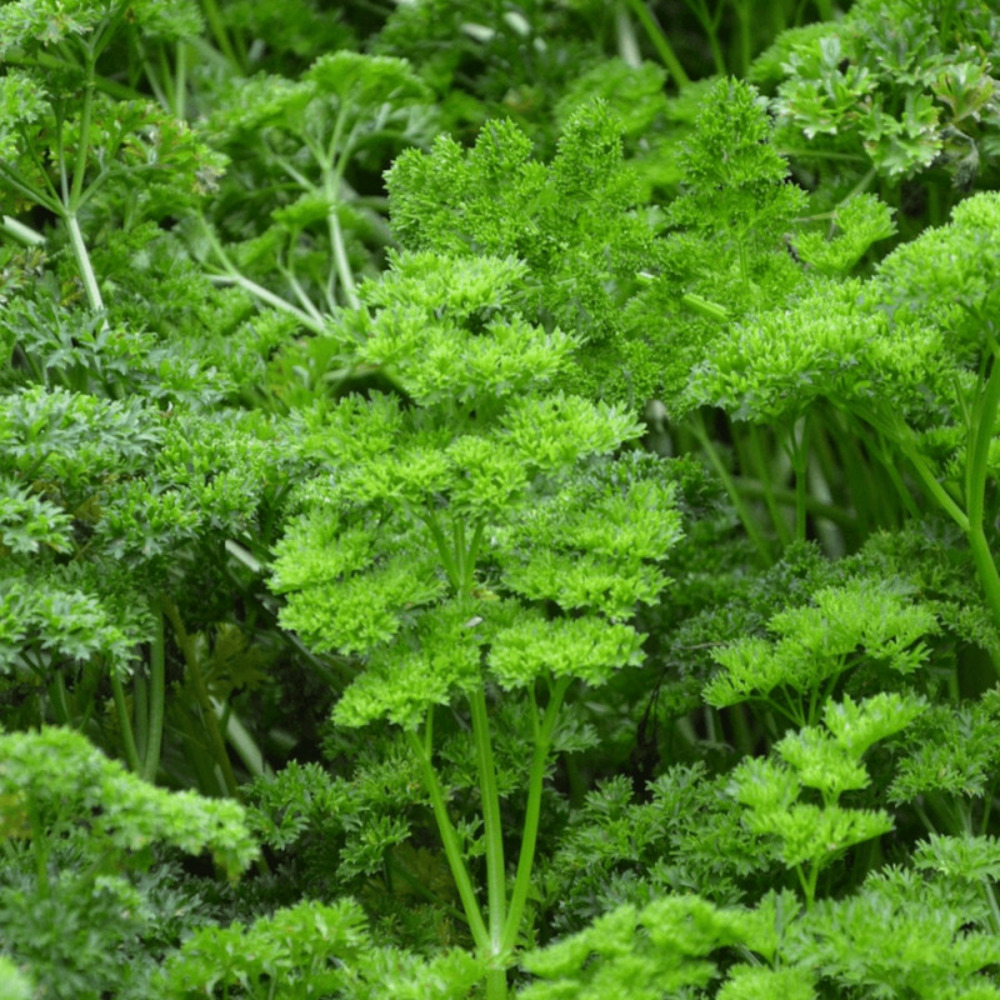 Persil frisé - prêt à consommer/[-]pot de 2l - 10/20 cm | Truffaut