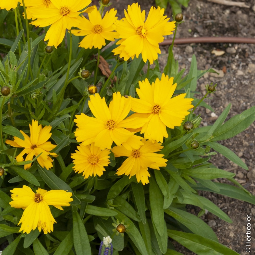 Coreopsis grandiflora 'mayfield giant' ou å“il de jeune fille | Truffaut