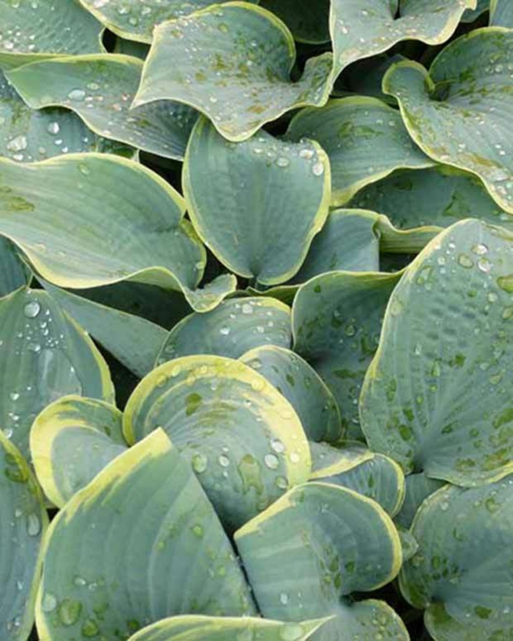 Hosta frosted dimples - le pot / 3l | Truffaut