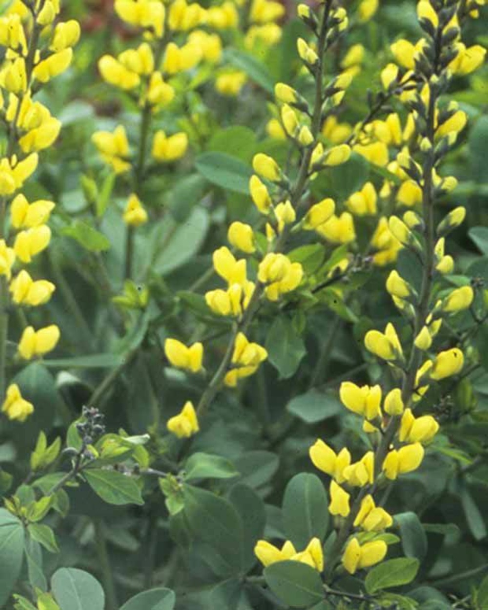 Faux-indigo lemon meringue faux-lupin lemon meringue - le pot / ø 9cm ...