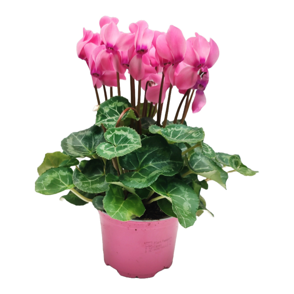 Cyclamen rose pot 13 cm | Truffaut