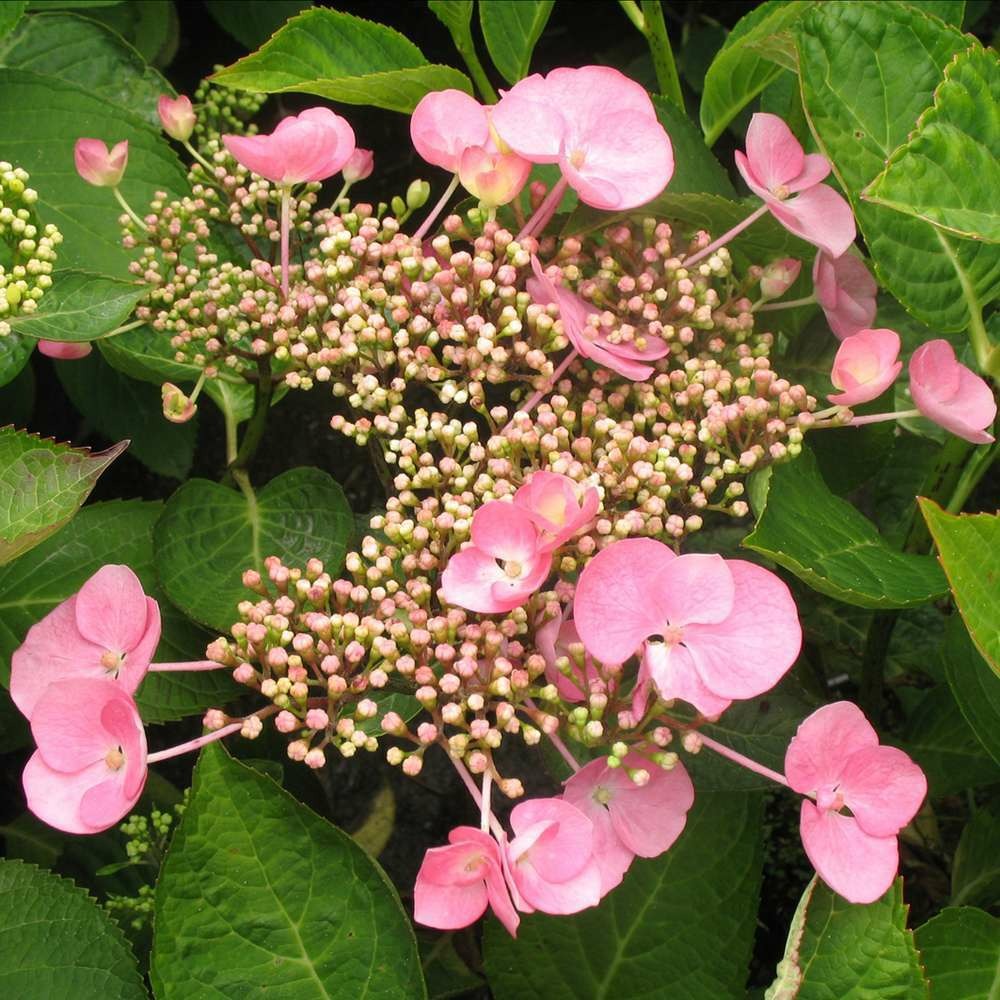 Hydrangea teller mousmee : c.10l | Truffaut