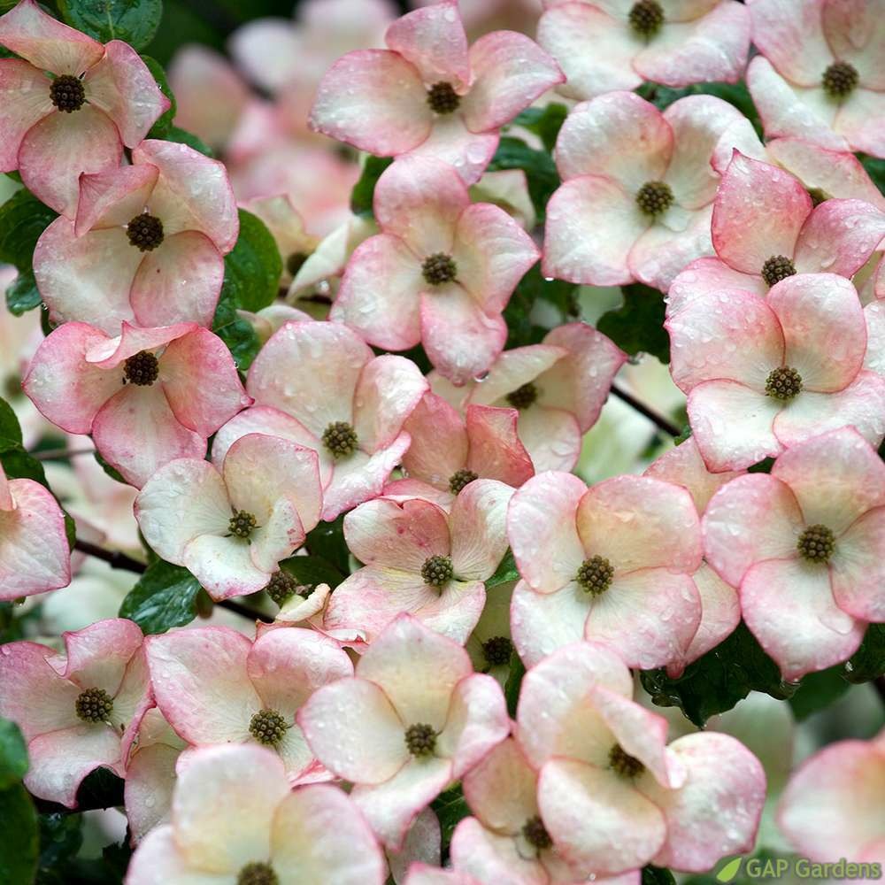 Cornus florida 'cherokee princess':pot 4l | Truffaut