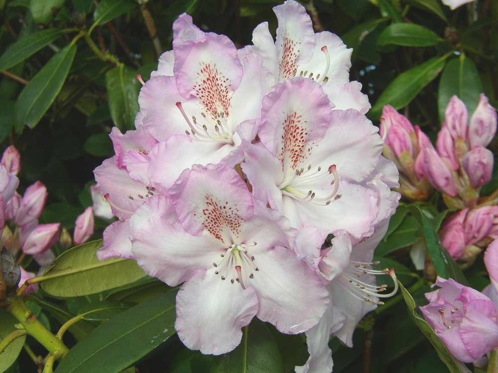 Rhododendron x mrs c. Pearson : c..7,5l | Truffaut