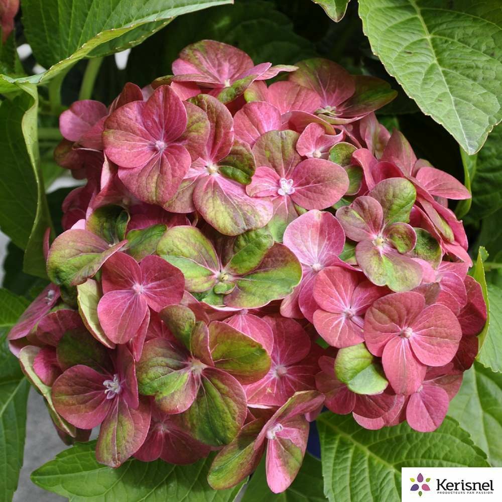 Hydrangea macrophylla magical® 'green fire': conteneur 5 litres | Truffaut