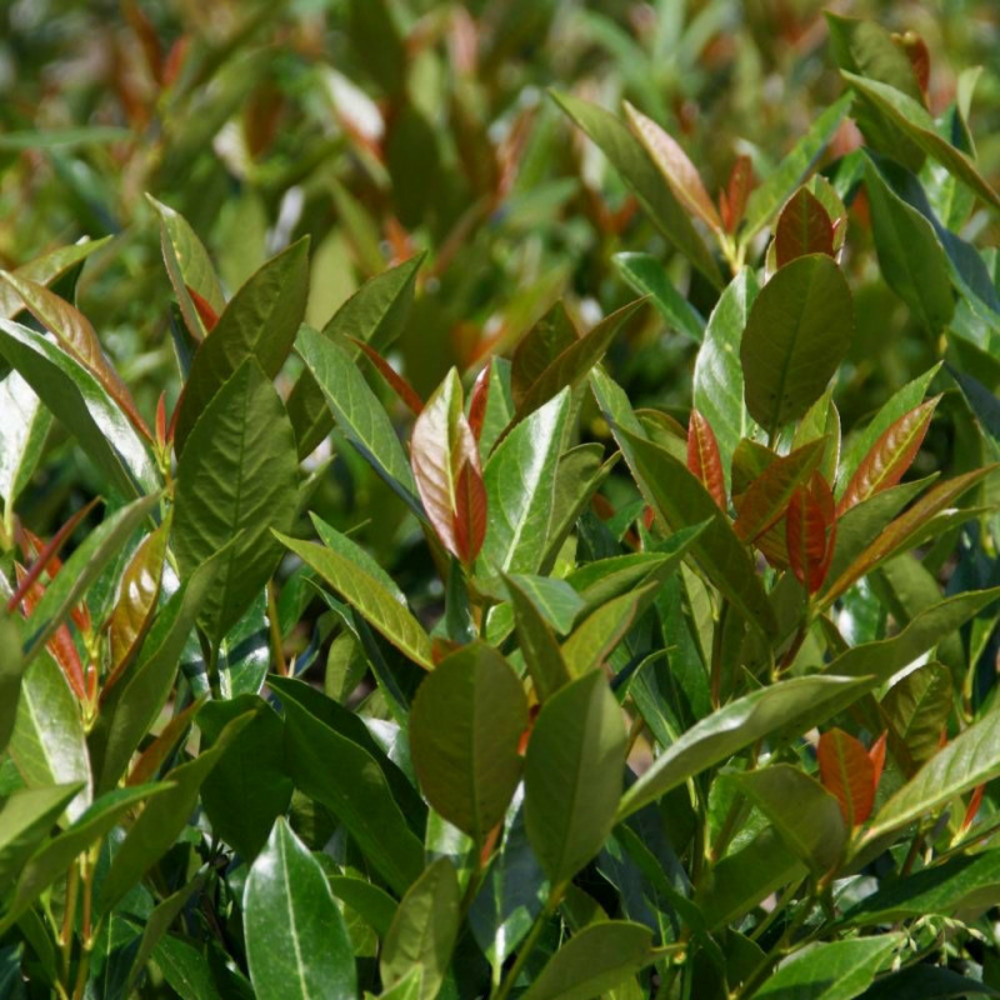 Laurier palme hibani®/[-]pot de 3l - 20/40 cm | Truffaut