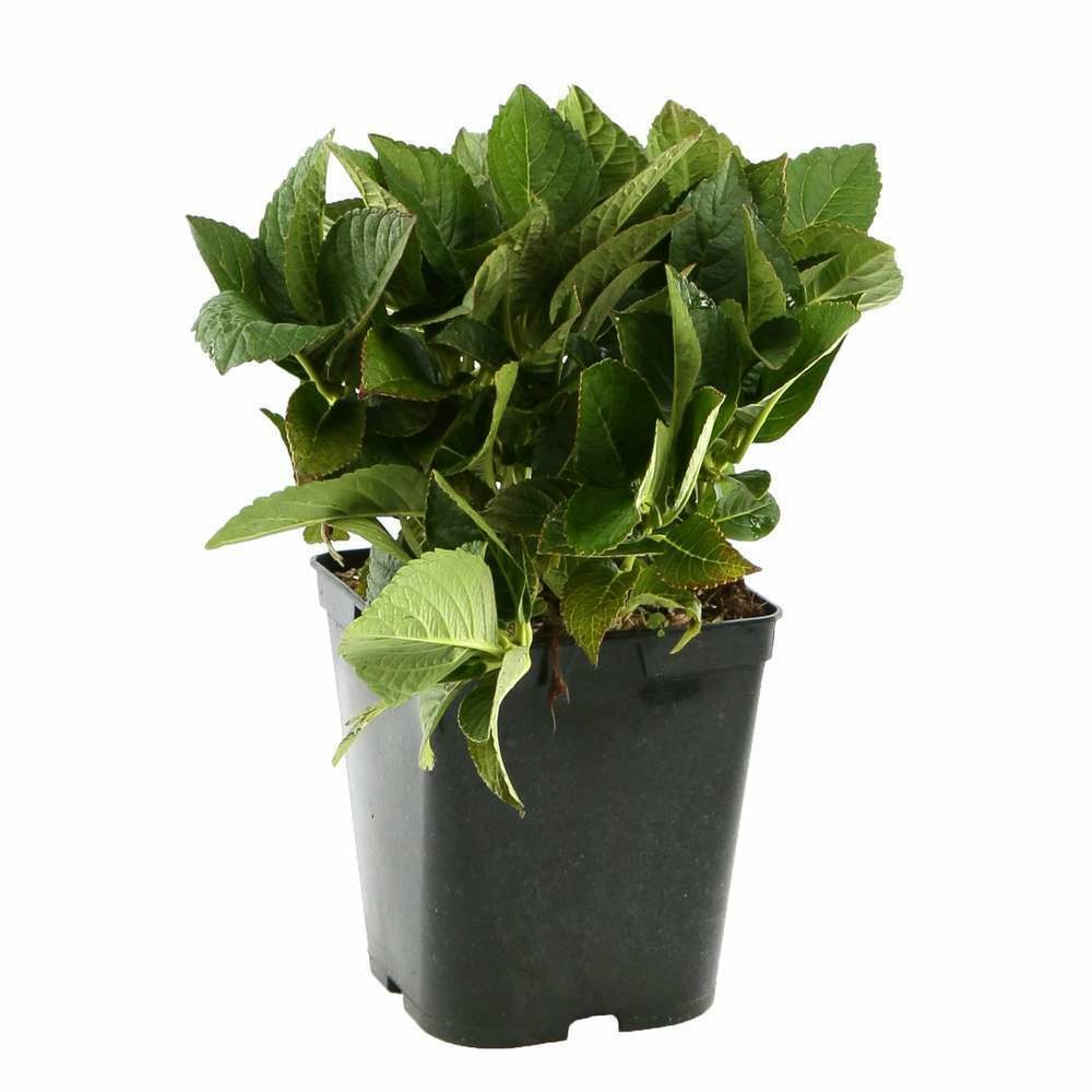 Hydrangea macrophylla 'green shadow' : 5 litres (rouge pourpré) | Truffaut