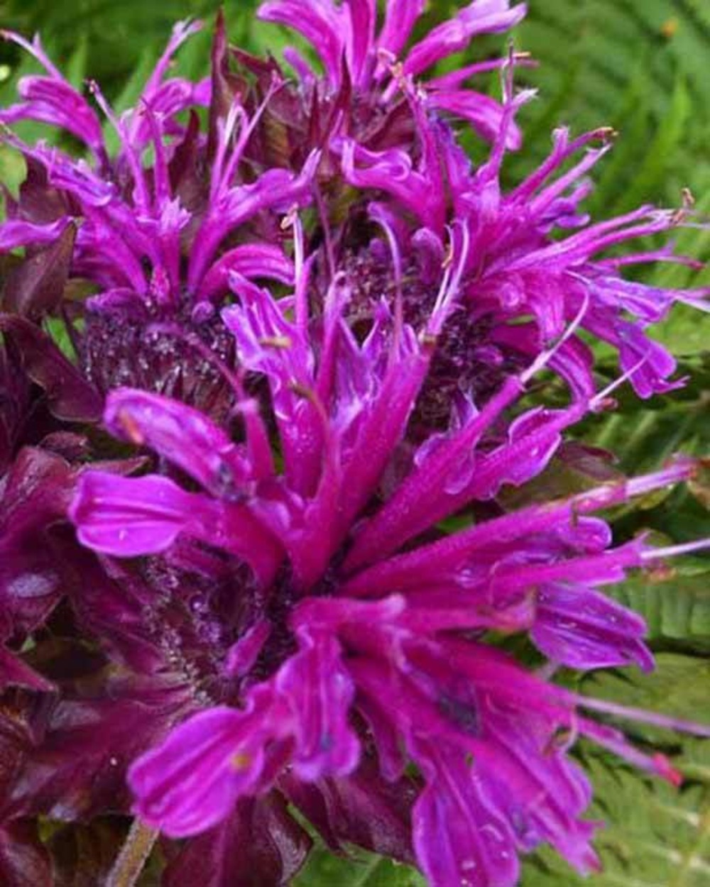 3 monardes scorpion - les 3 pots / ø 9cm | Truffaut