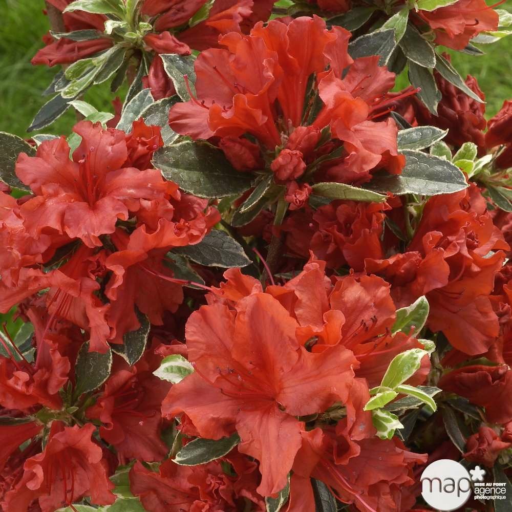 Azalea japonica 'hot shot variegata' (rouge vif) 2 litres | Truffaut