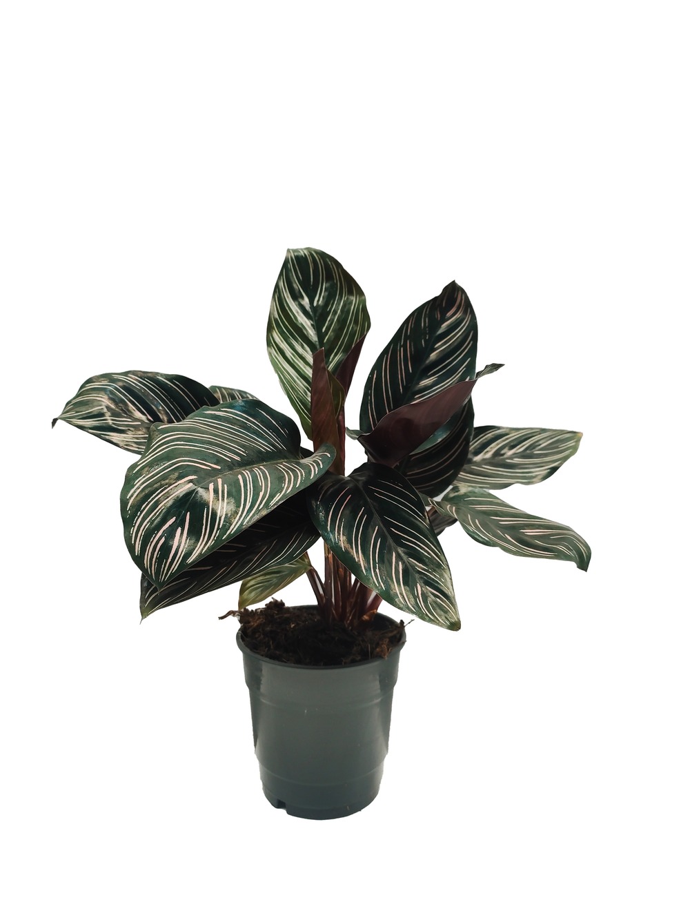 Calathea ornata pot 12cm | Truffaut