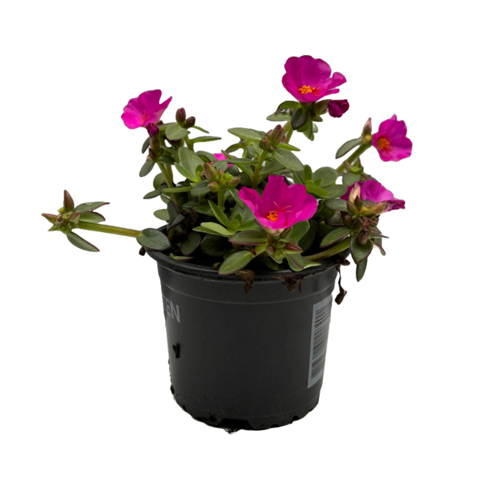 Pourpier rose pot 10,5 cm | Truffaut