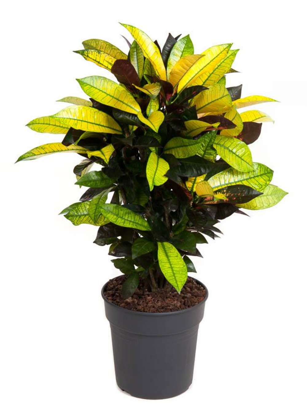 Plante d'intérieur - codiaeum 'mrs iceton' 70cm - plante d'intérieur ...