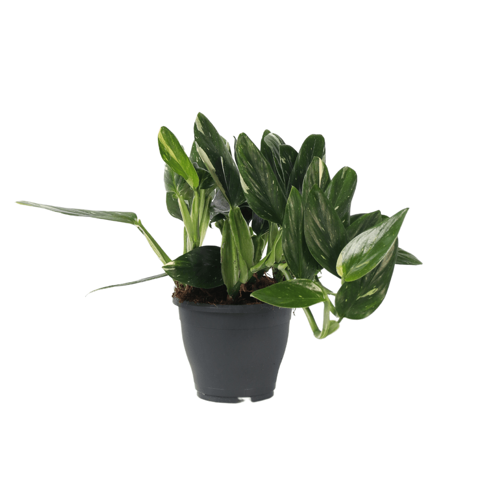 Truffaut Plante Verte