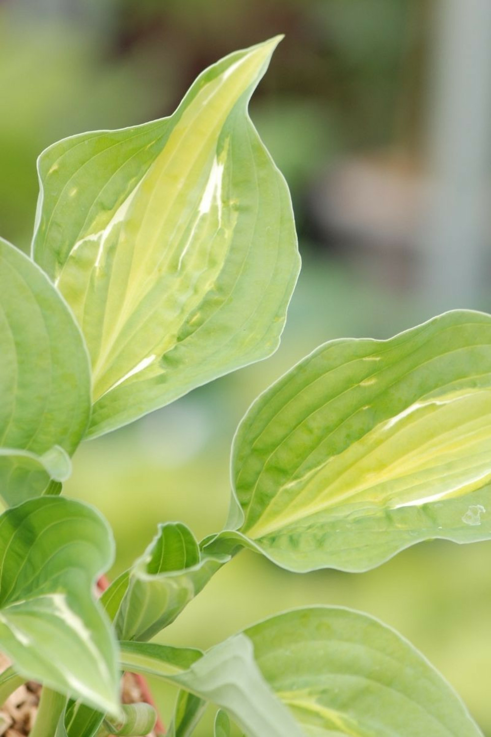 Hosta striptease' - en pot de 1,3 litres | Truffaut