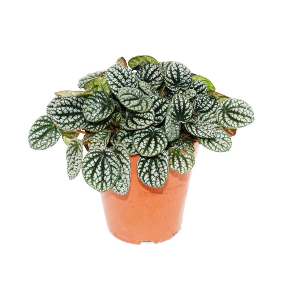 Peperomia caperata burbella 'bolla bologna' - poivre nain - en pot de ...