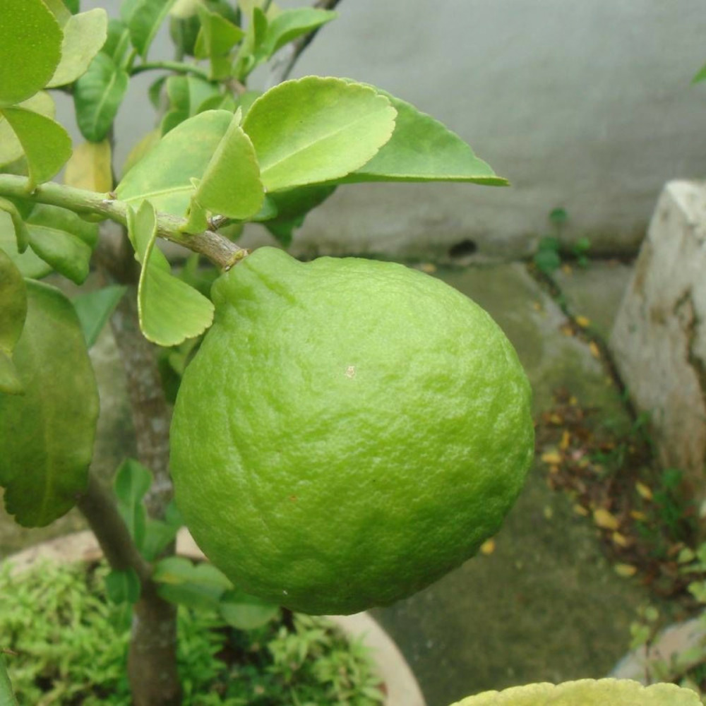 Combava hystrix/[-]pot de 8l - 40/80 cm | Truffaut