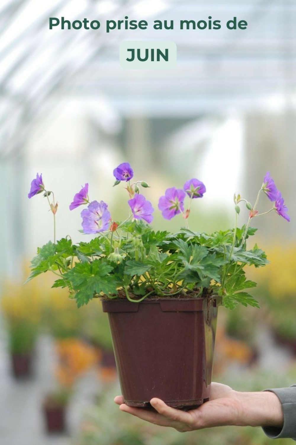Geranium vivace 'rozanne' ? - en pot de 3 litres | Truffaut