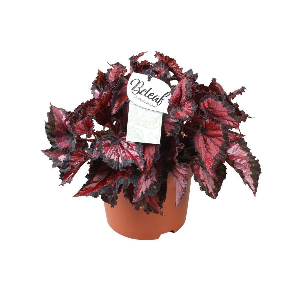 Plante d'intérieur - begonia beleaf 'inca night' 35cm - plante d ...