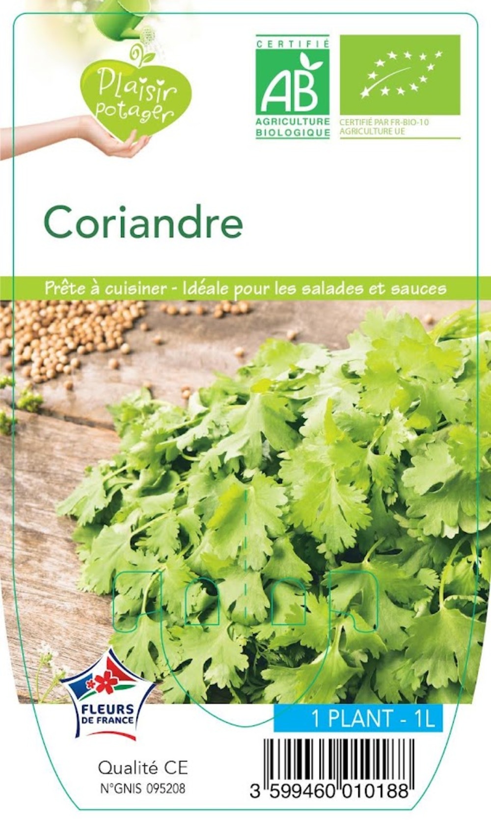 Coriandre plante ab pot 1l - plant d'aromatique du jardin | Truffaut
