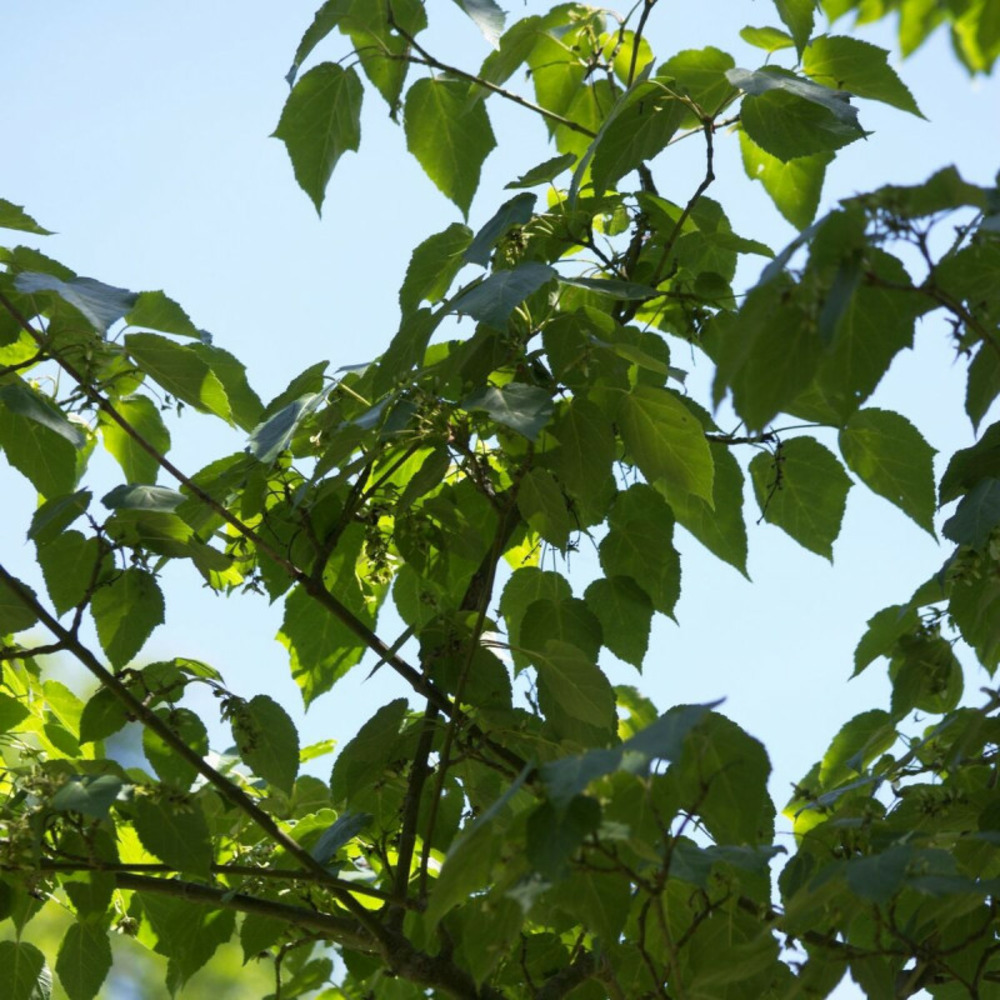 Érable du père david/[-]pot de 30l - 175/200 cm | Truffaut