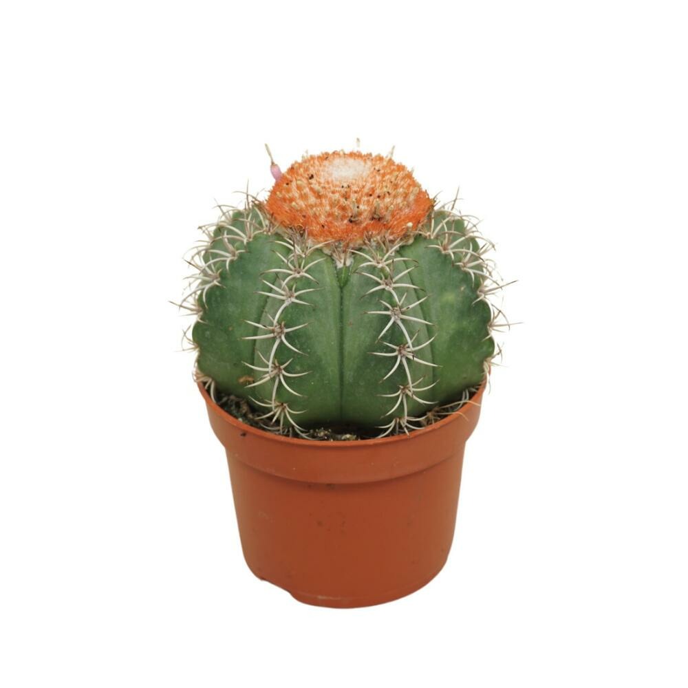 Cactus melon avec capuchon melocactus matanzanus avec céphalium pot 10 ...