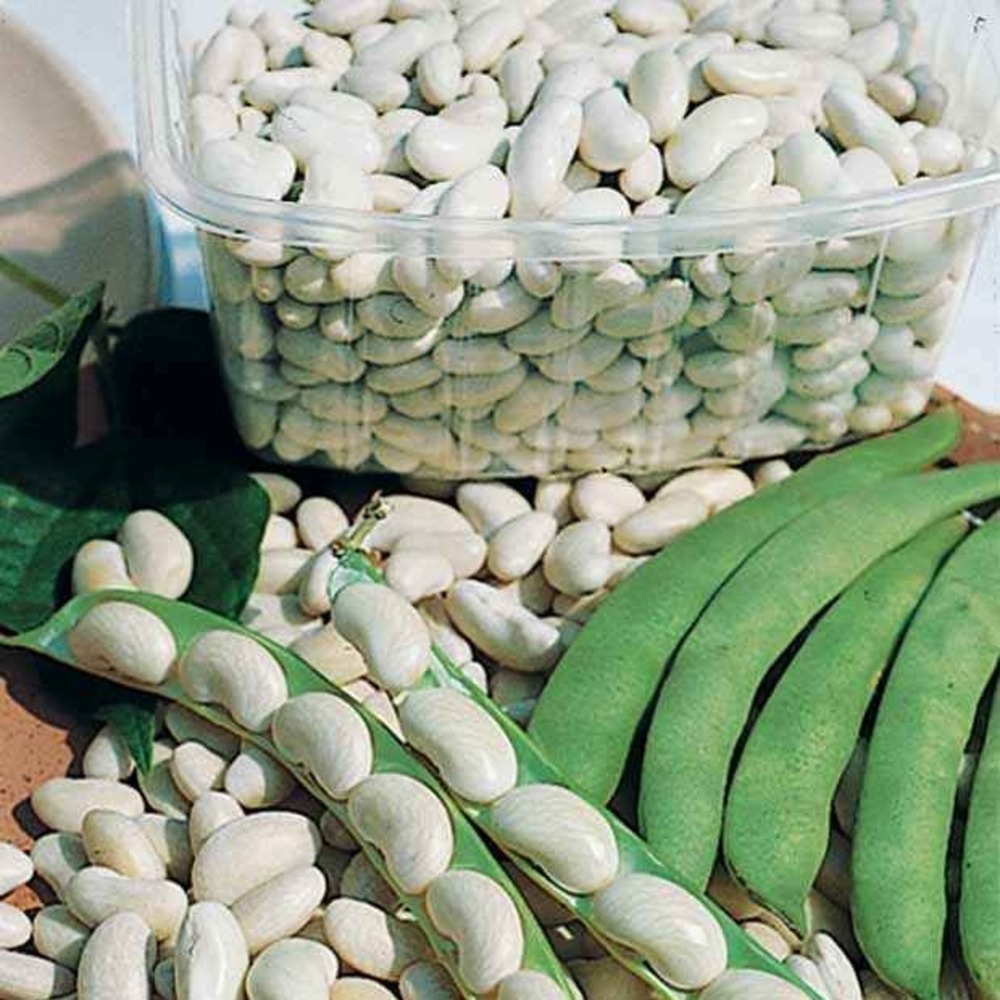 Haricot nain michelet à longue cosse - le sachet / 200g / ±140 graines ...