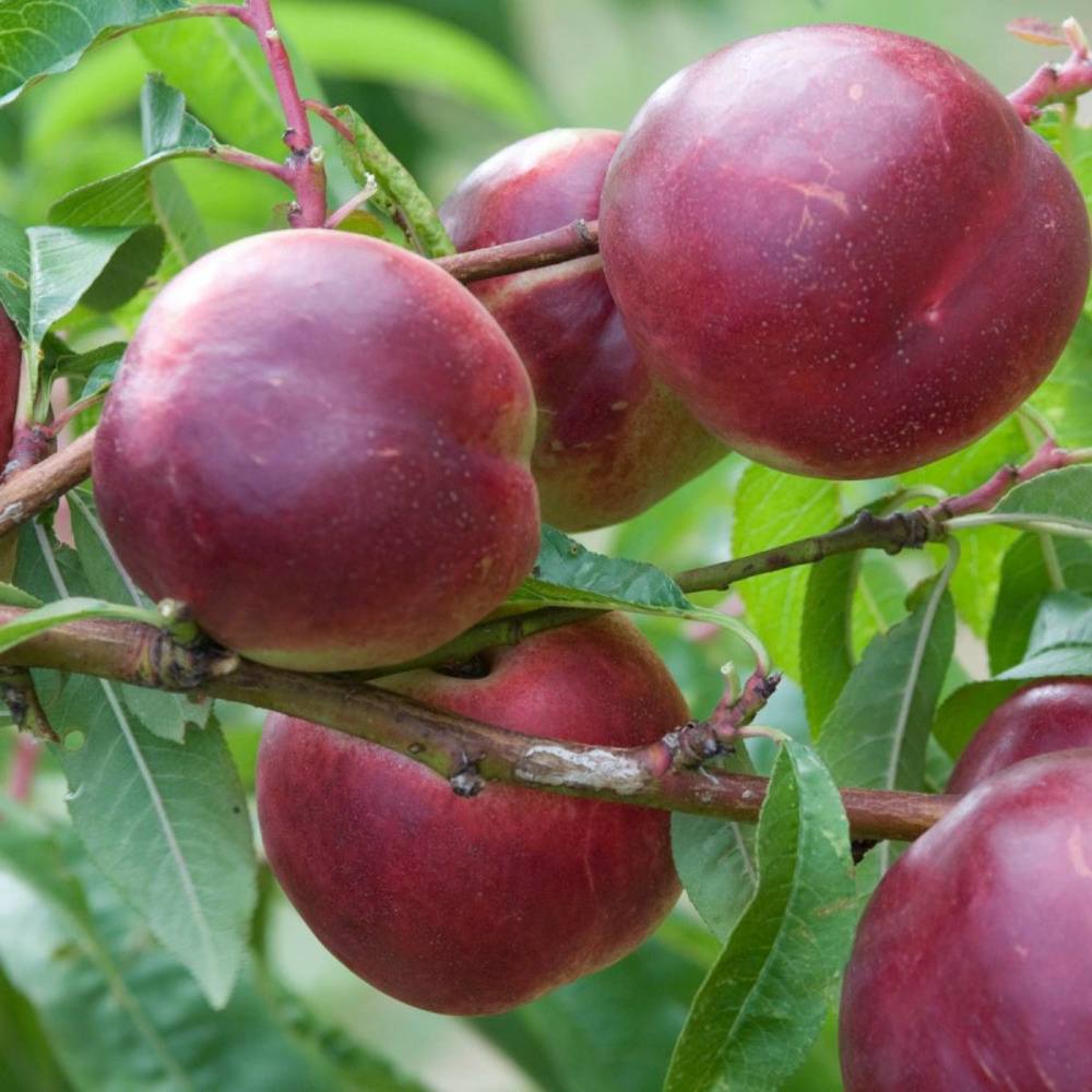 Nectarinier nain rubis® 'necta zee'/[-]pot de 6l - 40/80 cm | Truffaut