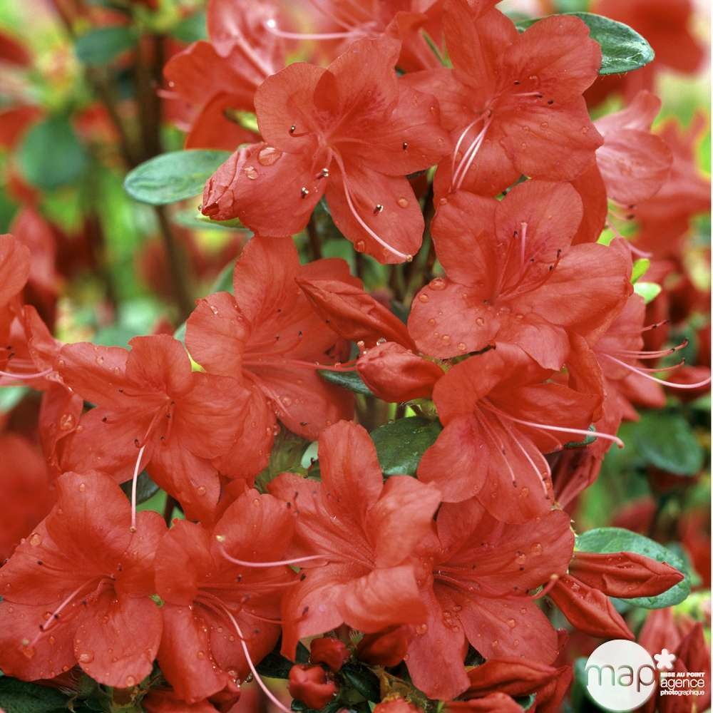 Azalea japonica ' stewartonianna':5 litres (rouge orange) | Truffaut