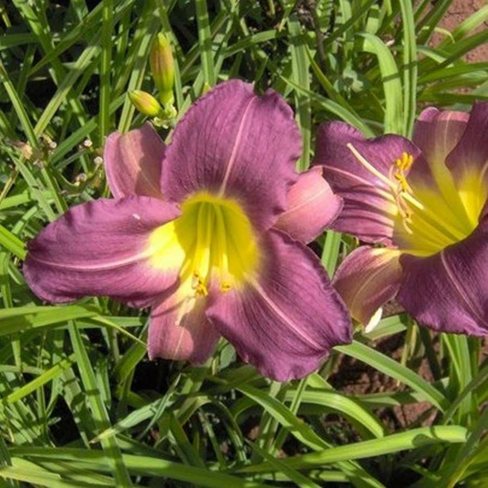 Hemerocallis BLUE SHEEN - Hemerocalle BLUE SHEEN - Pot 1 L | Truffaut