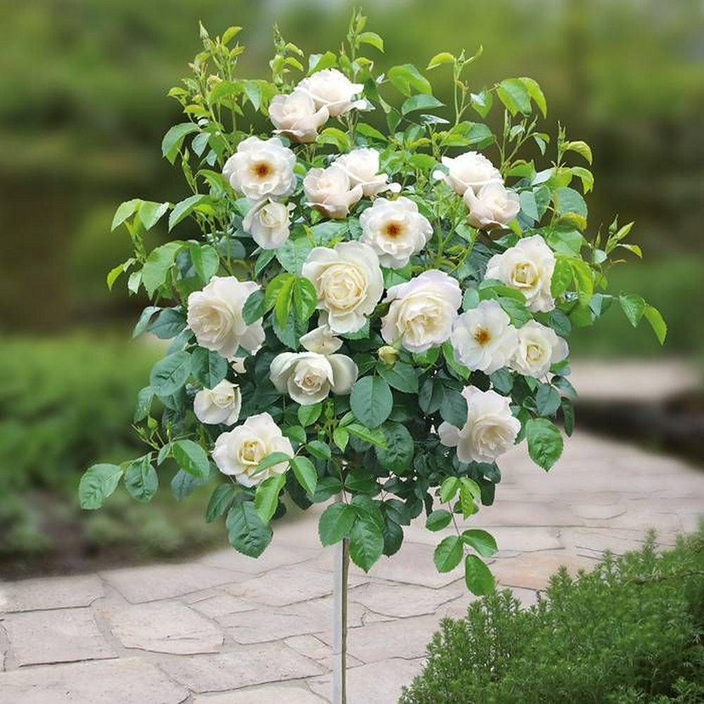 Rosier demi tige mini white meidiland - 60/70 cm - pour pots et pleine ...