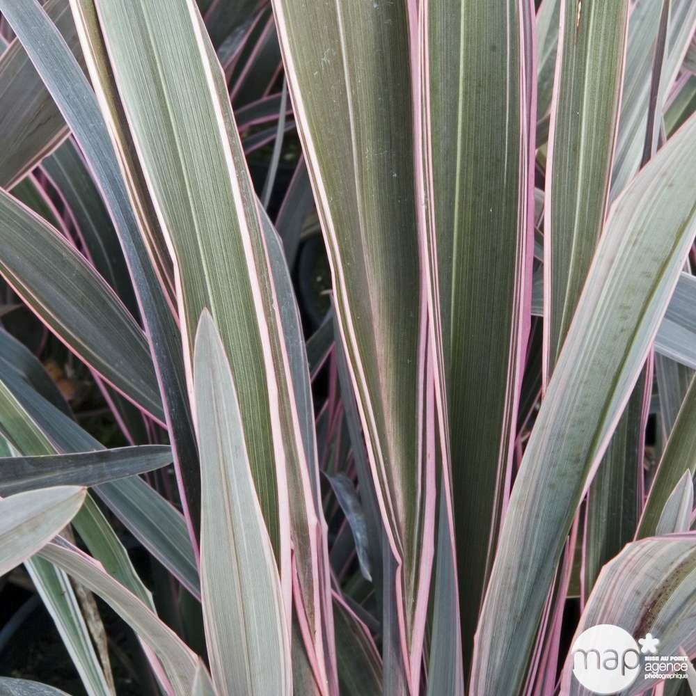 Phormium tenax ' platt's black ': c4l | Truffaut