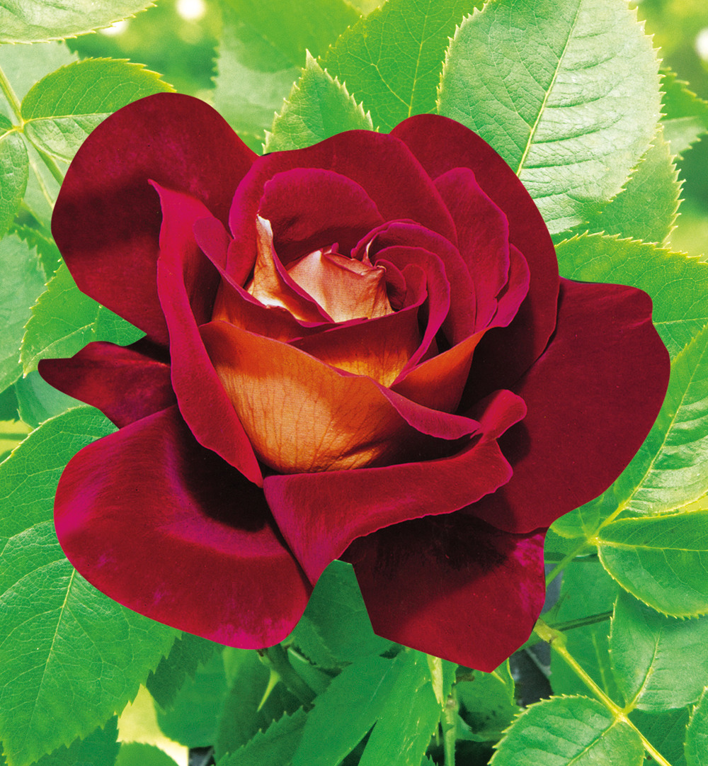 Rosier buisson bolchoi® - le rosier | Truffaut