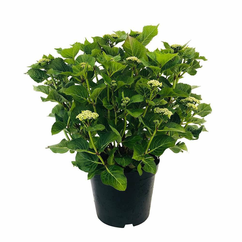 Hydrangea 'koria'® :pot 10l | Truffaut