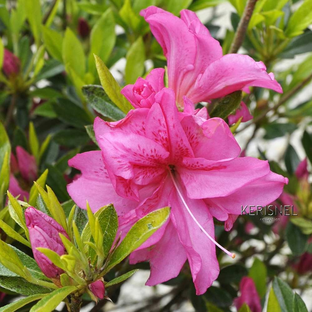 Azalea japonica 'rosa king':( rose indien)25 litres | Truffaut