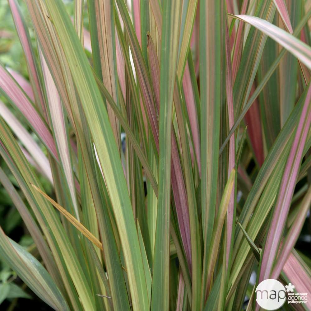 Phormium tenax jester pot de 10 litres | Truffaut