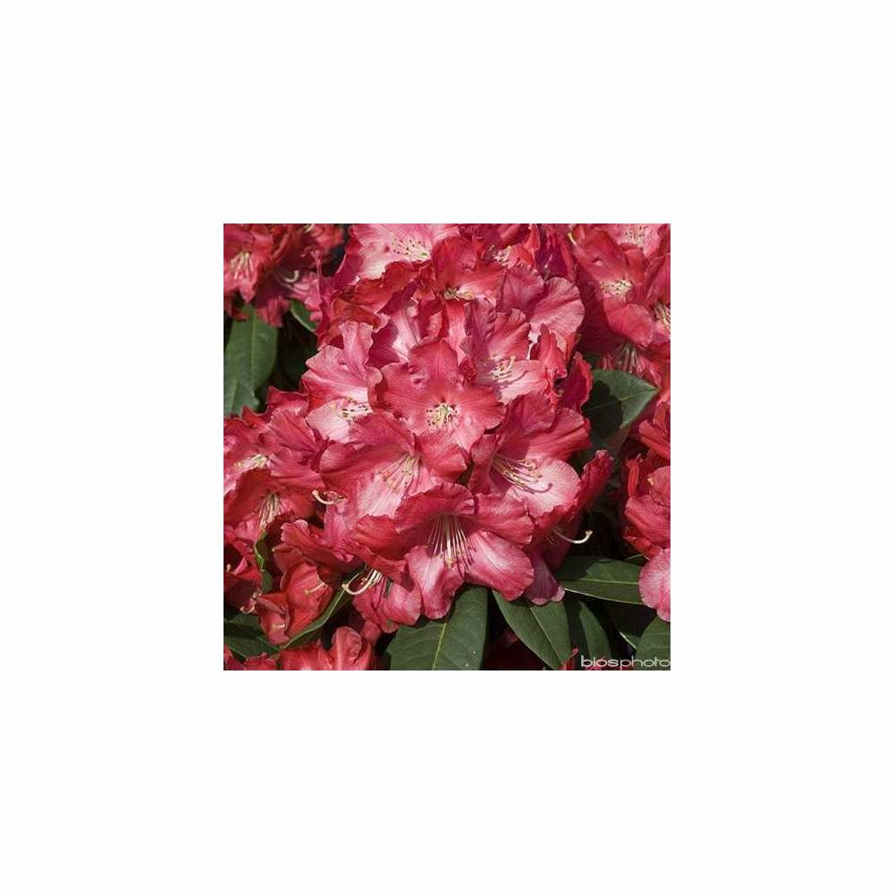 Rhododendron x 'halfdan lem':conteneur 15l | Truffaut