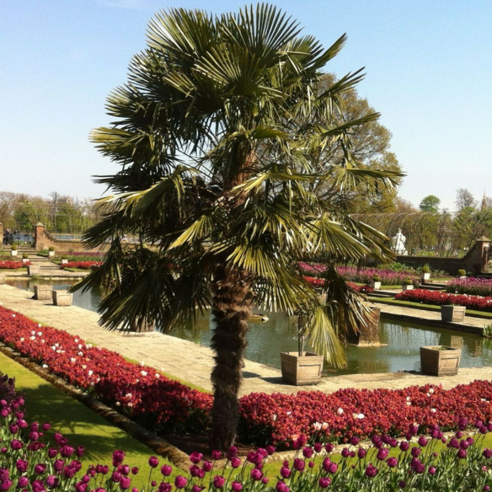 Palmier miniature de chusan/[-]pot de 35l - 120/150 cm | Truffaut