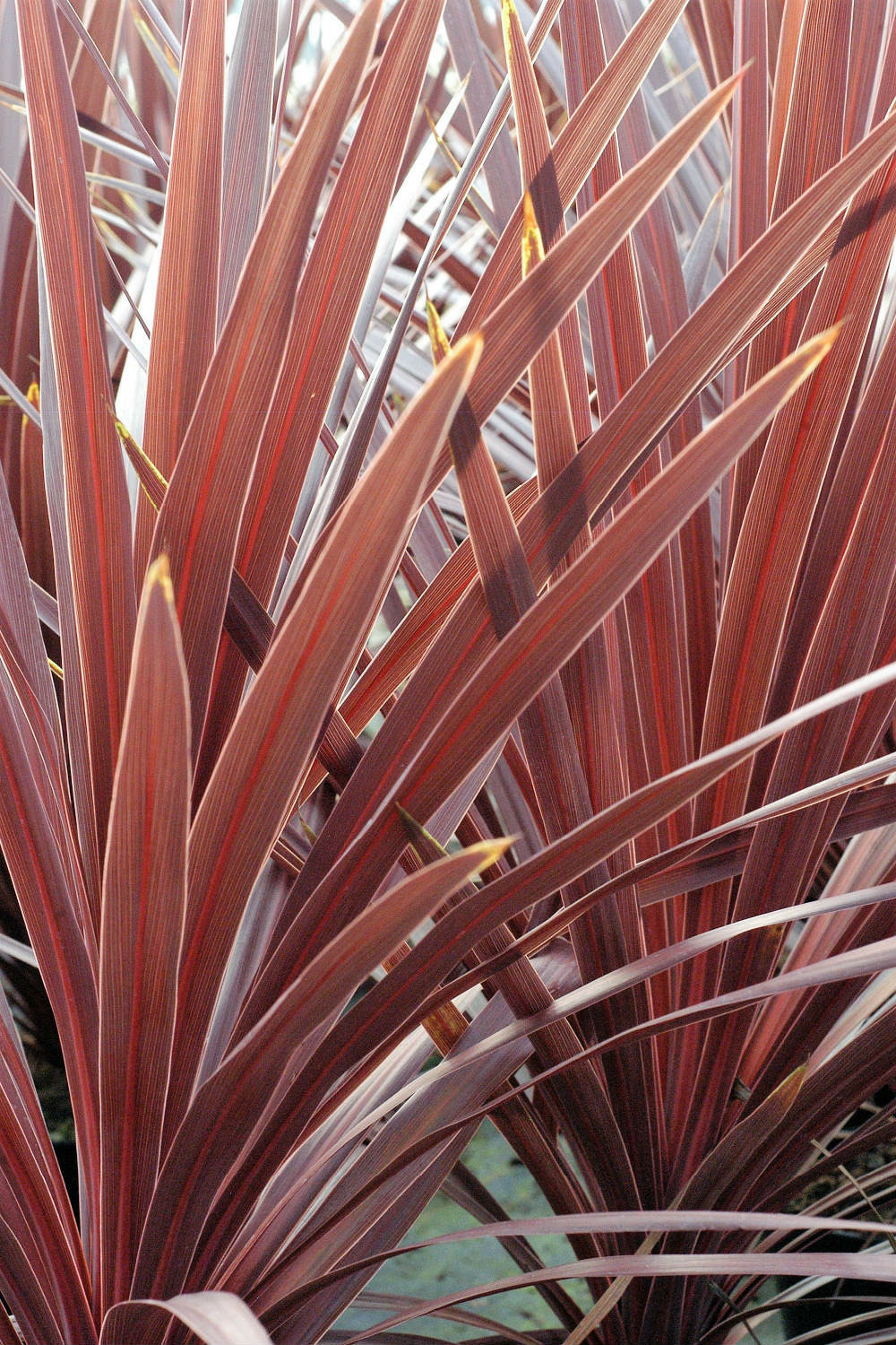Cordyline 'red star' - 3l | Truffaut