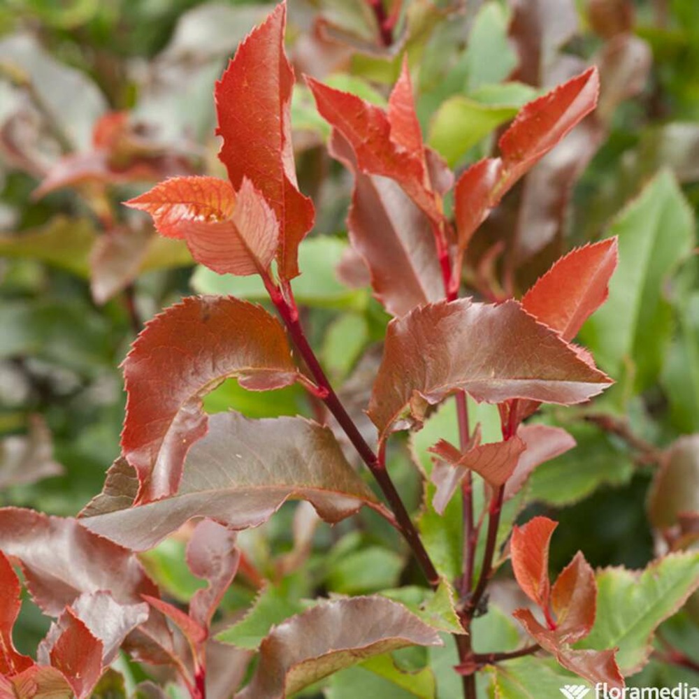 Photinia 'volcano':h 80cm pot 7,5l | Truffaut