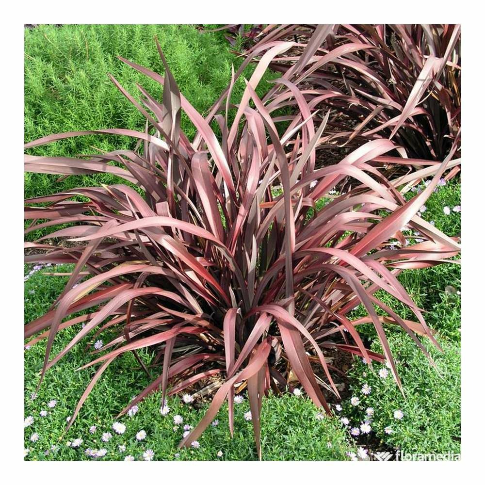 Phormium tenax 'atropurpureum':pot 7.5l | Truffaut