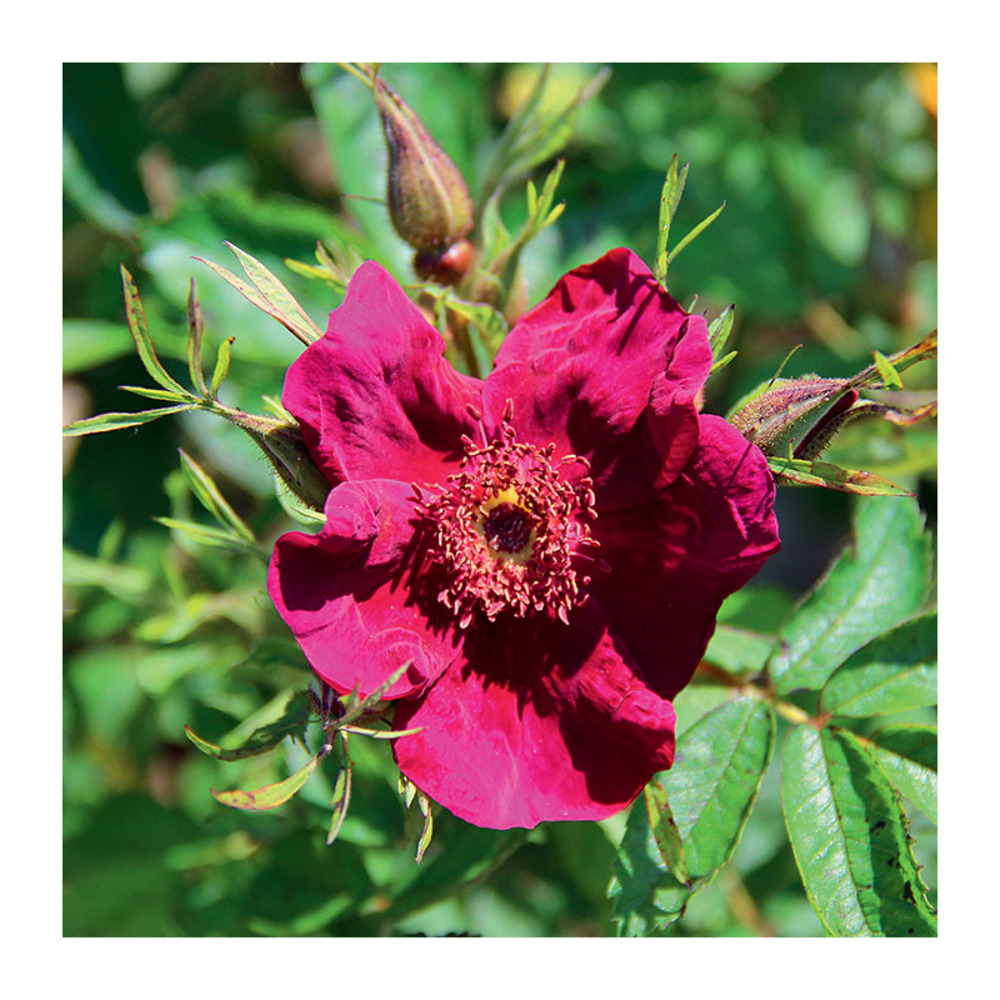 Rosier basye's purple rose conteneur 5 litres | Truffaut