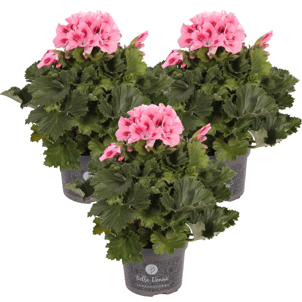 Géranium français pélargonium rose saumon en 3 pièces - plante d ...