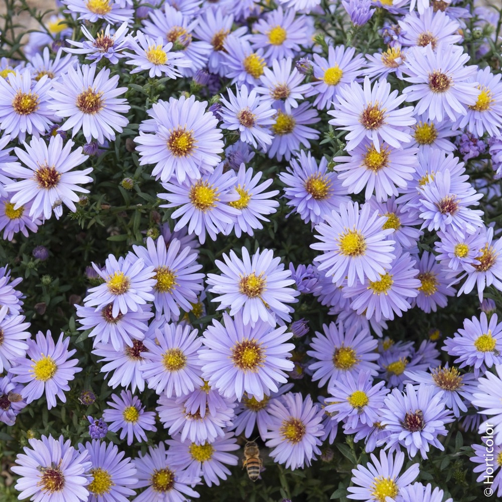 Aster nain d'automne 'professor anton kippenberg' ou aster dumosus ...
