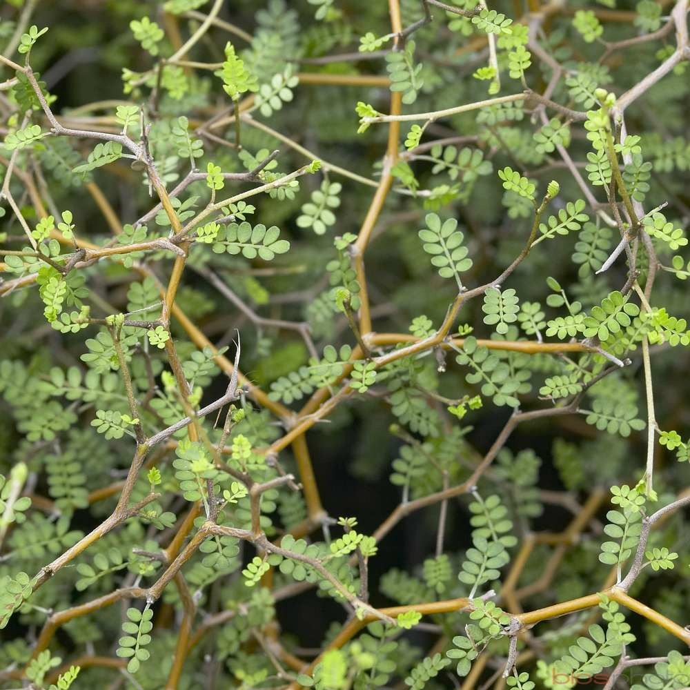 Sophora prostrata little baby c.7,5l | Truffaut