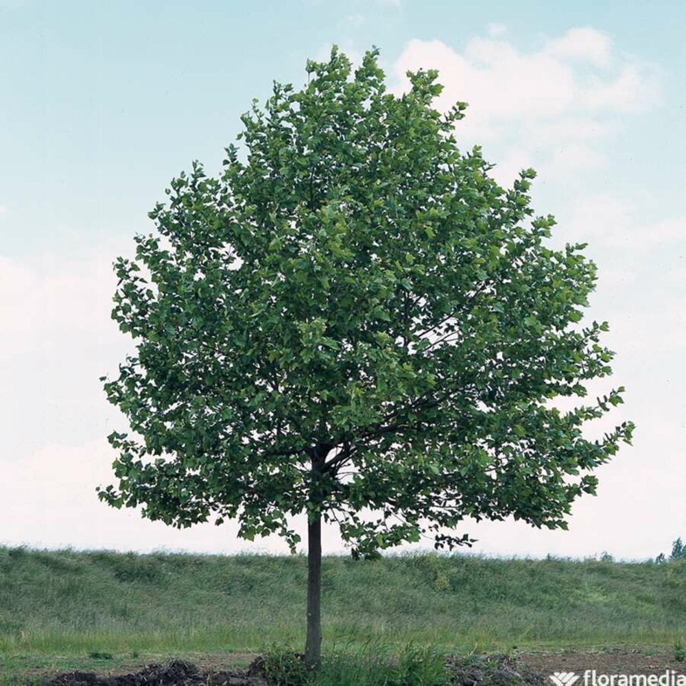 Platane à feuilles d'érable (platanus acerifolia) : pot 10l | Truffaut
