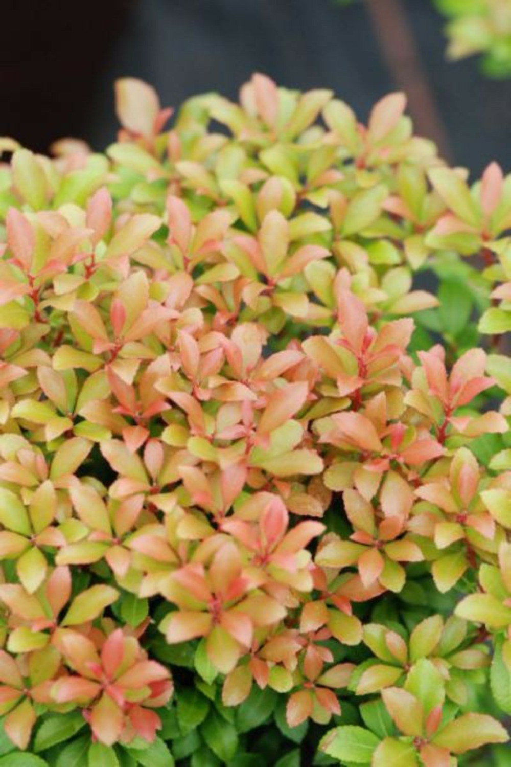 Andromède 'little heath green' - en pot de 3 litres | Truffaut