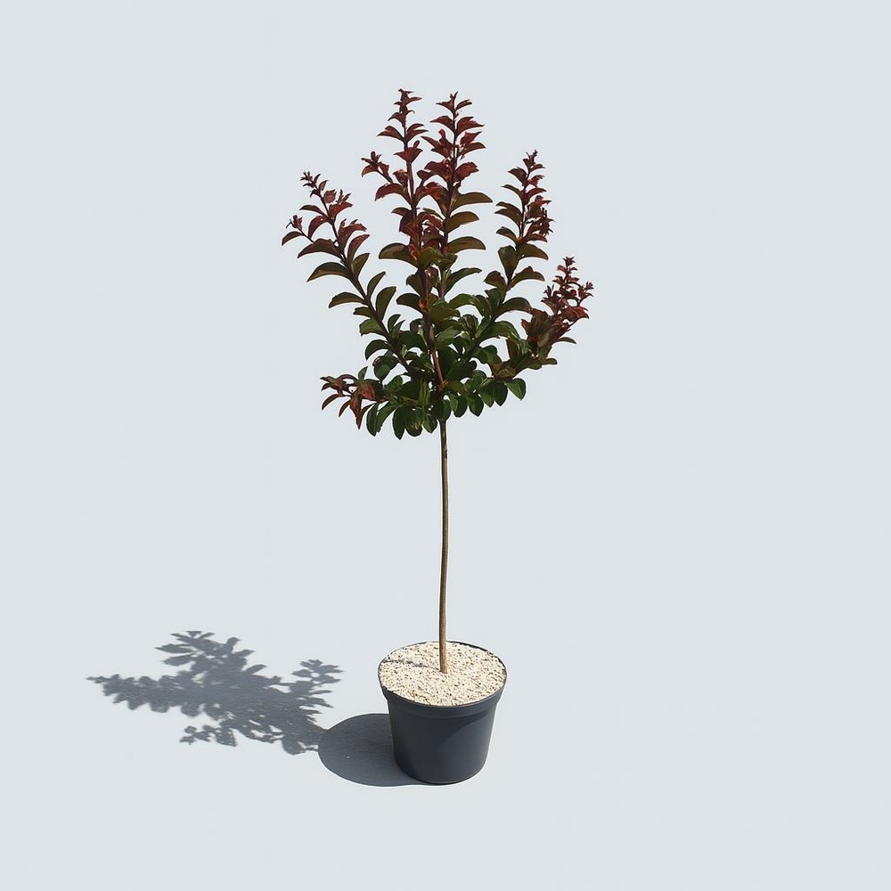 Lagerstroemia plum magic c7l5 | Truffaut