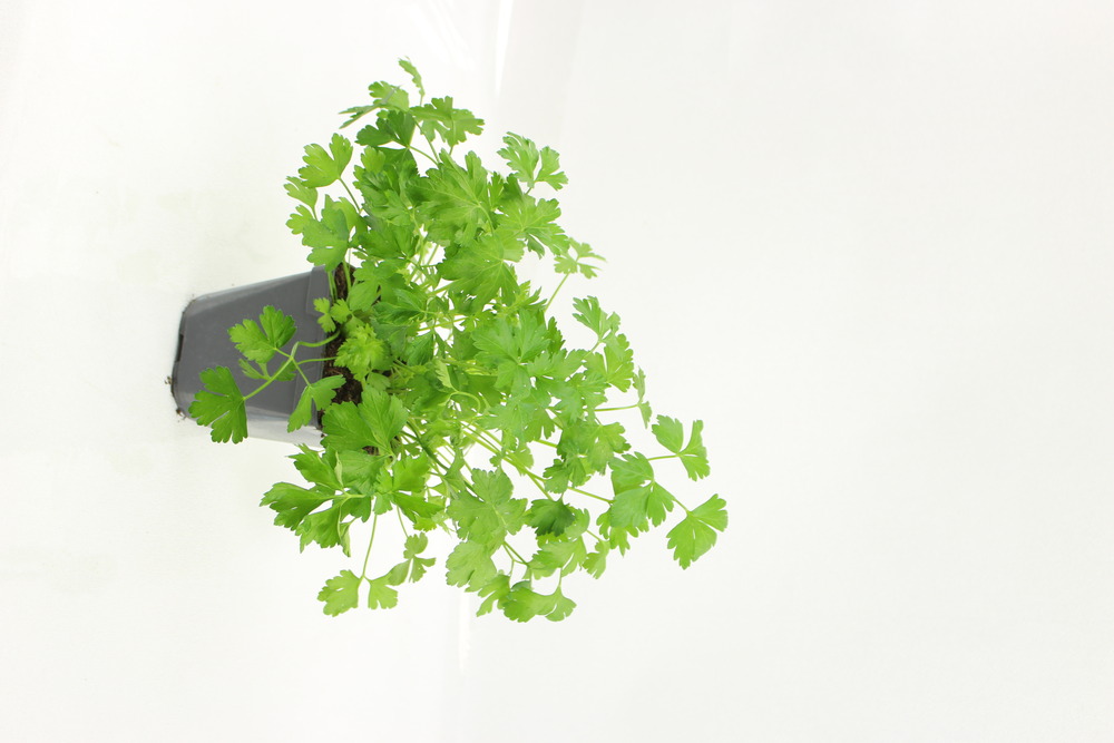 Persil a feuille simple geant d italie ab pot de 0.5litre | Truffaut