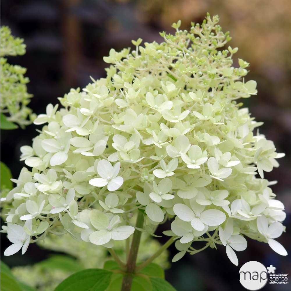 Hydrangea limelight ® : 3 l (blanc citron) | Truffaut