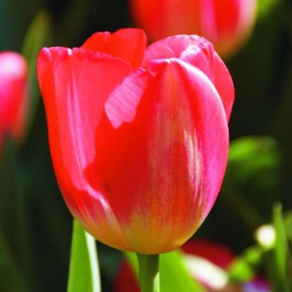 50 x tulipe judith leyster - 50 x tulp judith leyster | Truffaut